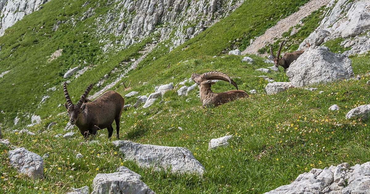 Unsere Big Five: Tipps zur Beobachtung der Alpentiere