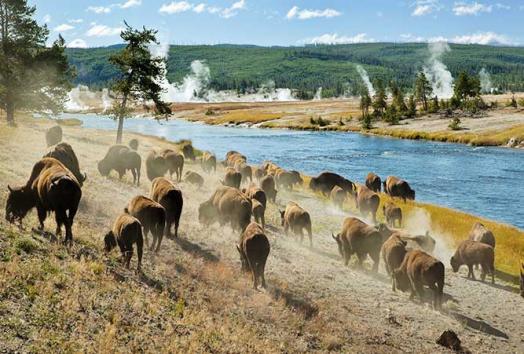 Grand Prismatic Spring: ein Naturphänomen im Yellowstone Nationalpark ...